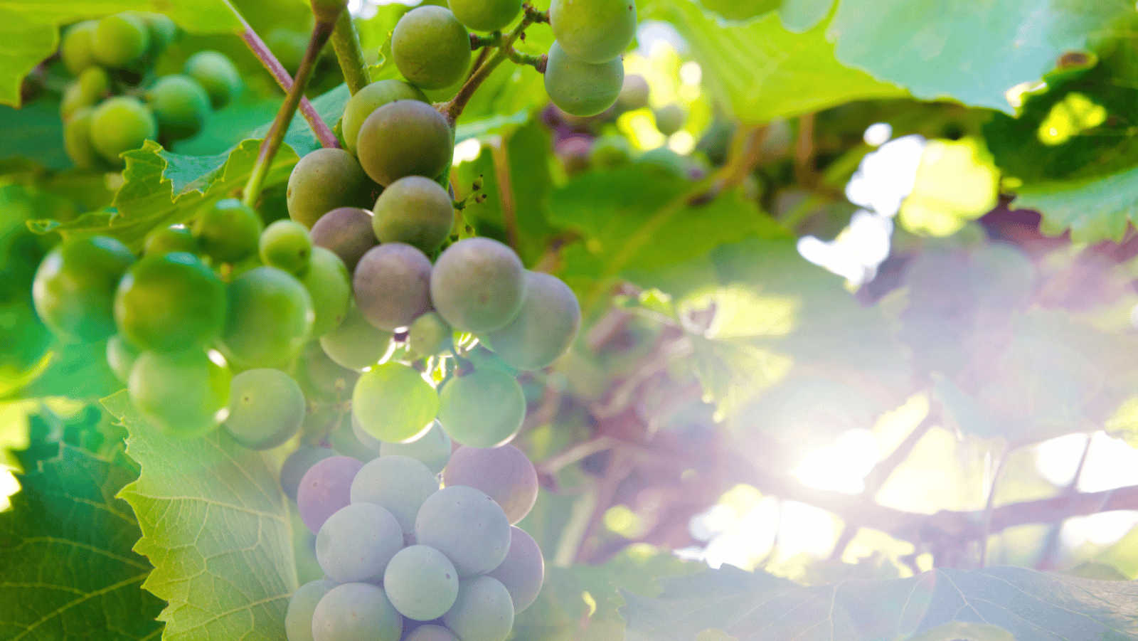 The Vine and the Branches | LA Catholics